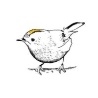 The Urban Naturalist | Amanda Tuke – nature writer, urban nature ...