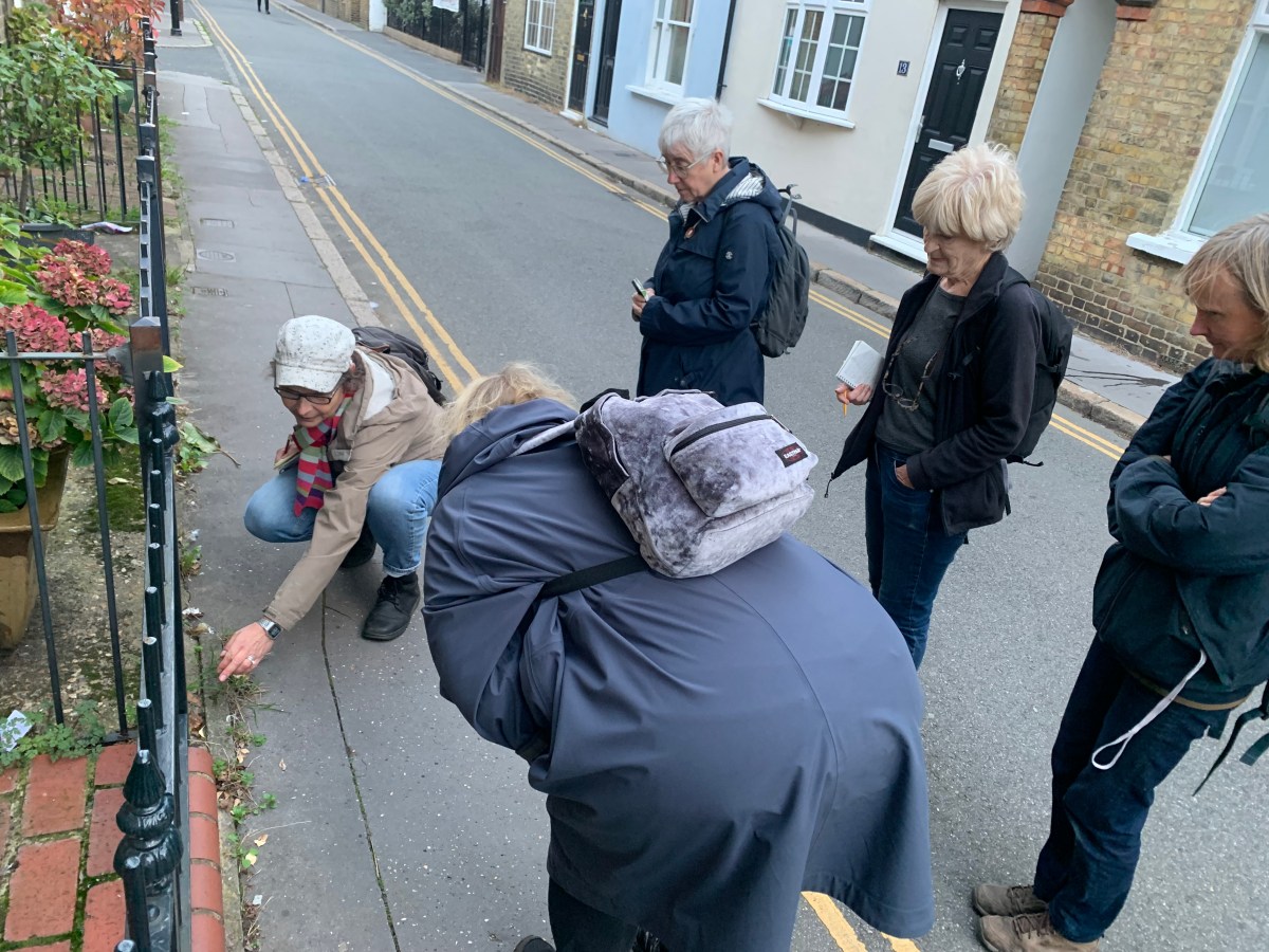 Wild Pavements diary – plant-hunting in Crystal Palace | The Urban ...
