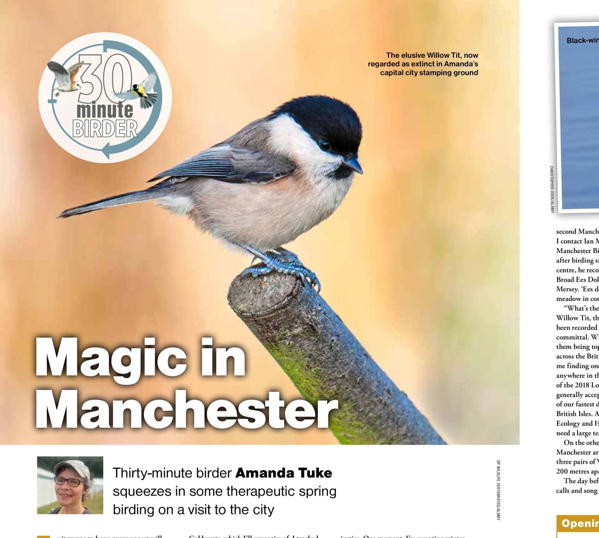 30-minute birder column – Magic in Manchester | The Urban Naturalist