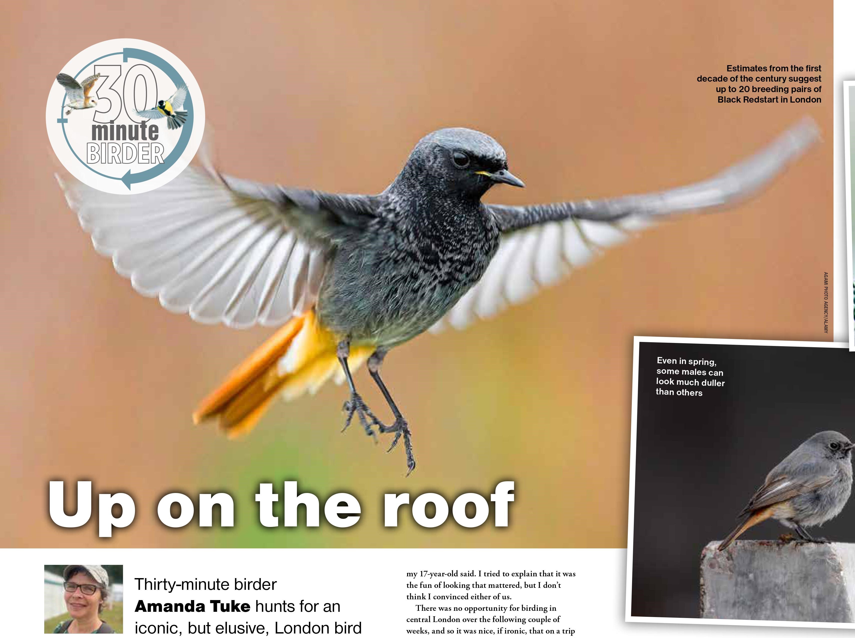 The Urban Naturalist | Amanda Tuke – nature writer and urban nature ...