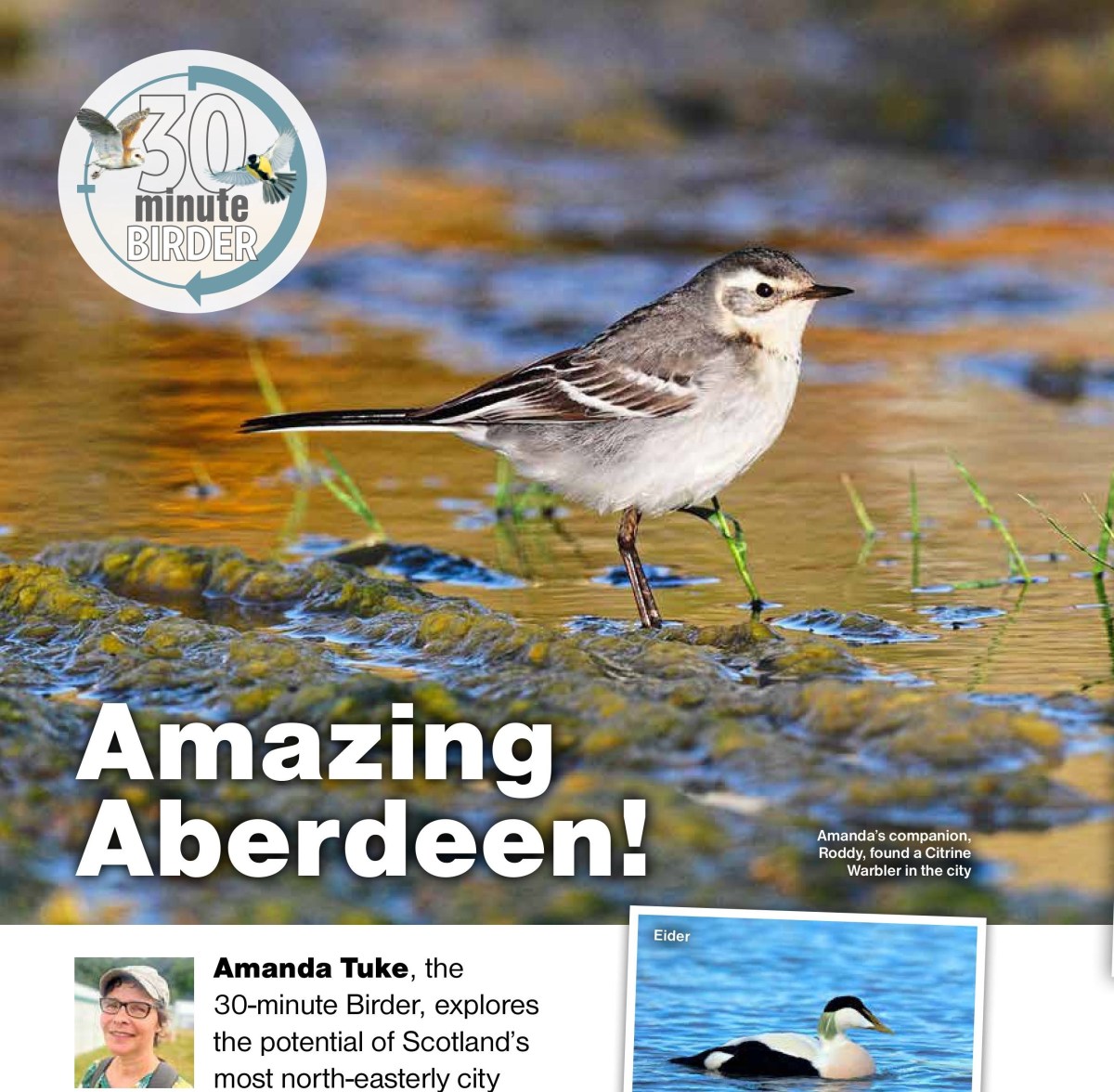 30-minute birder column – Amazing Aberdeen! | The Urban Naturalist